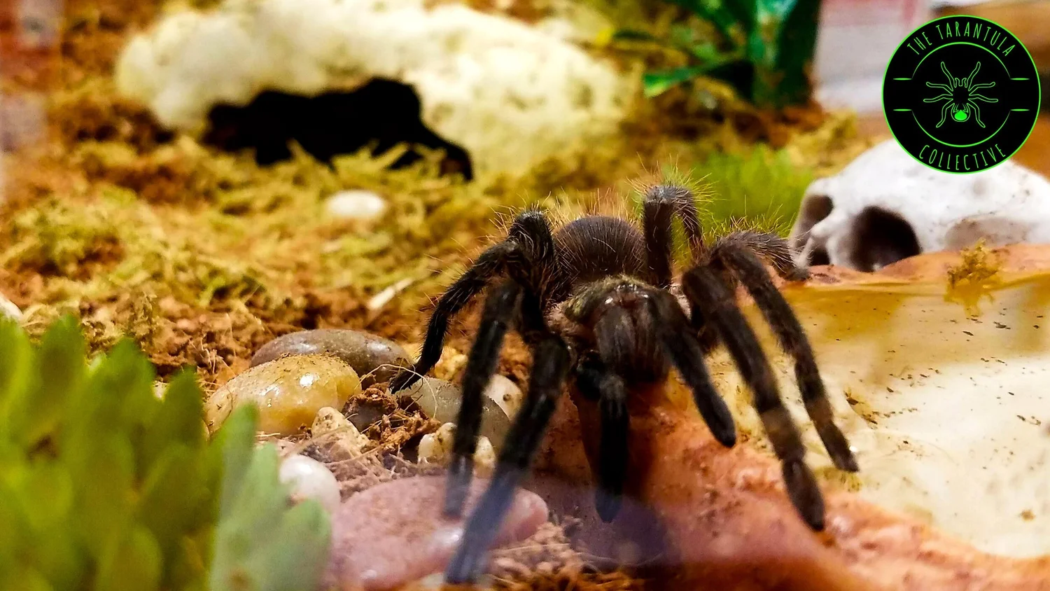 Cuban Bronze Tarantula (Phormictopus auratus) Care — The Tarantula ...