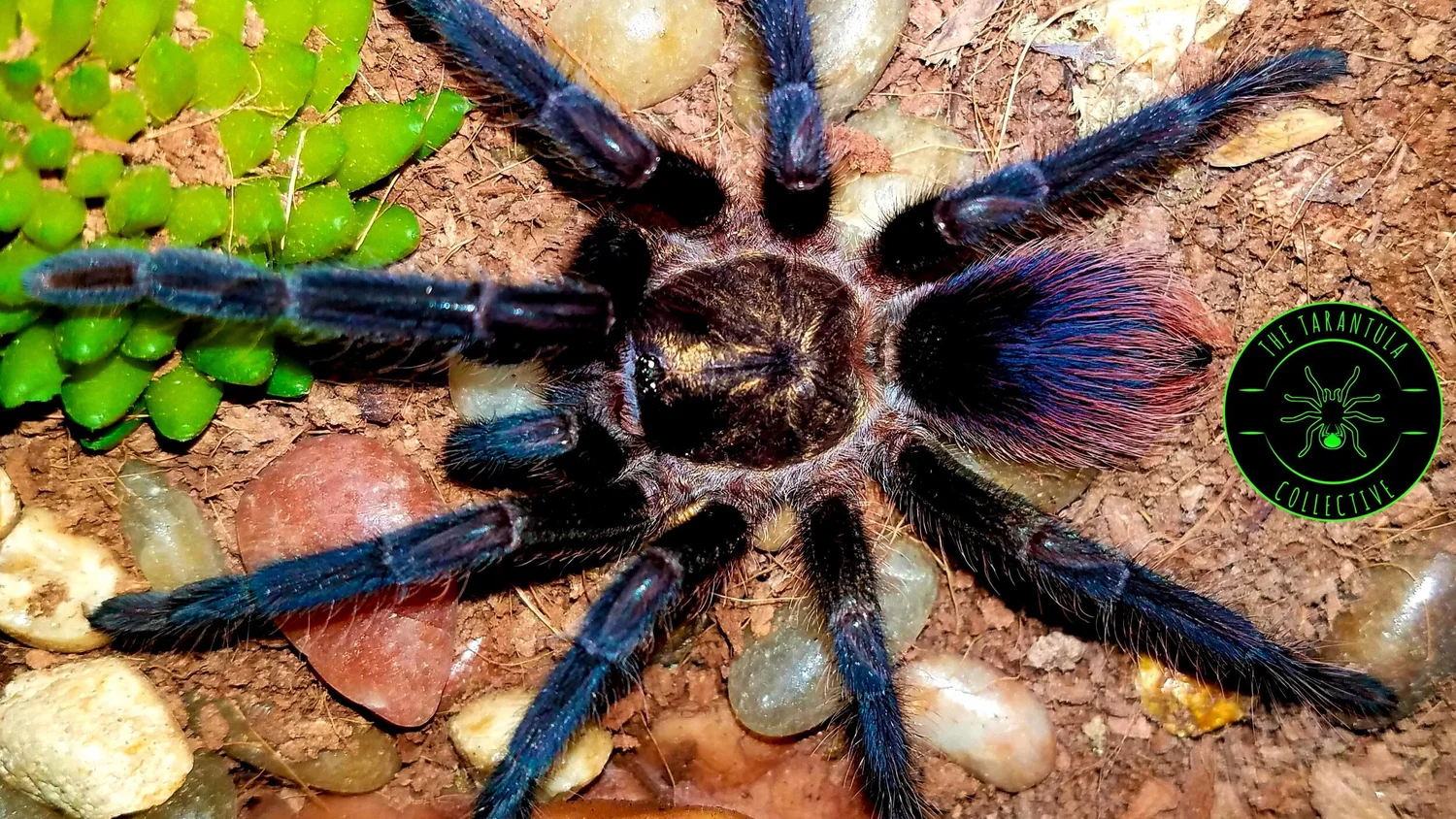 Cuban Bronze Tarantula (Phormictopus auratus) Care — The Tarantula ...