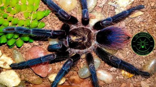 Cuban Bronze Tarantula (Phormictopus auratus) Care — The Tarantula ...