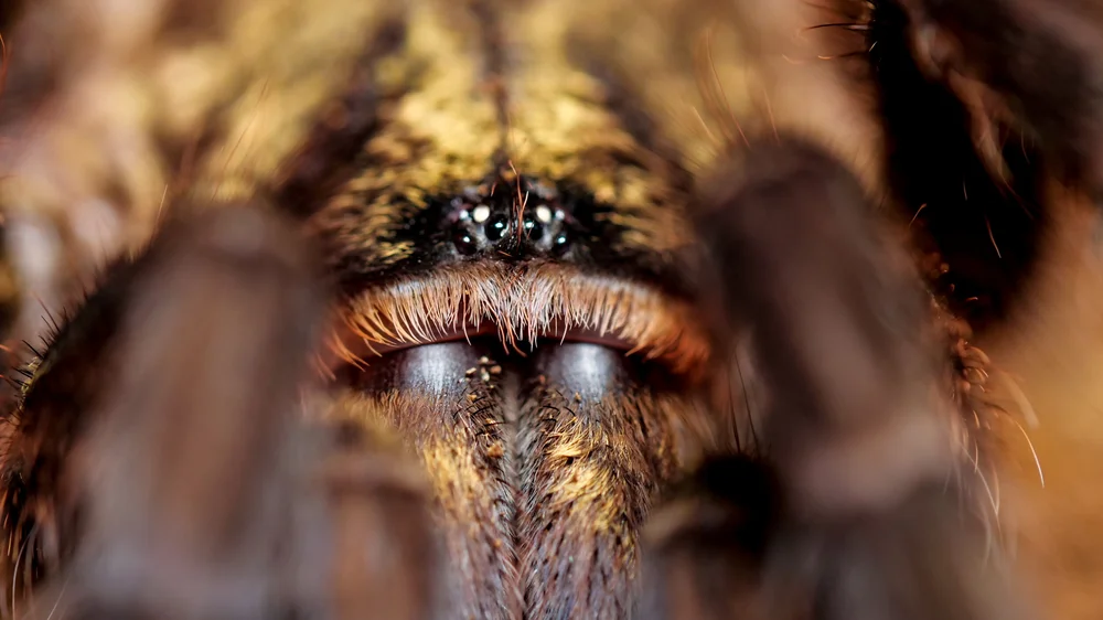 Cuban Bronze Tarantula (Phormictopus auratus) Care — The Tarantula ...