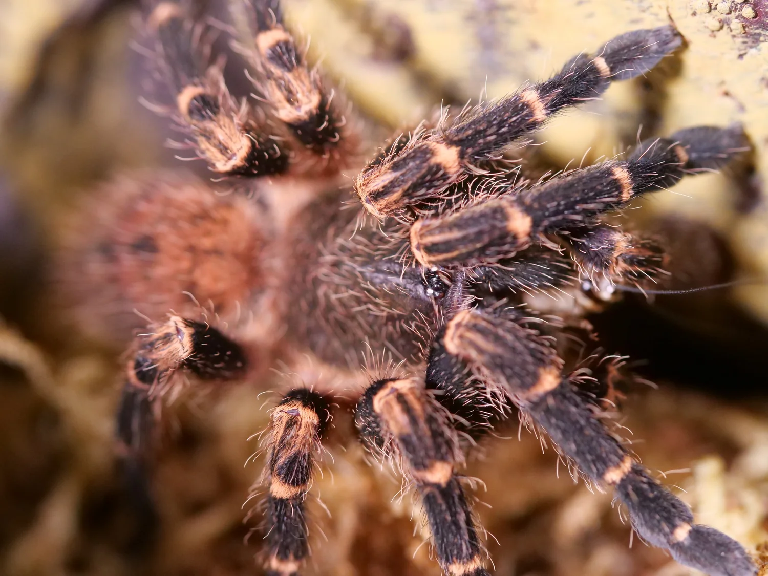 Gold Banded Sunburst Dwarf Tarantula (Neischnocolus sp. Panama) Care ...