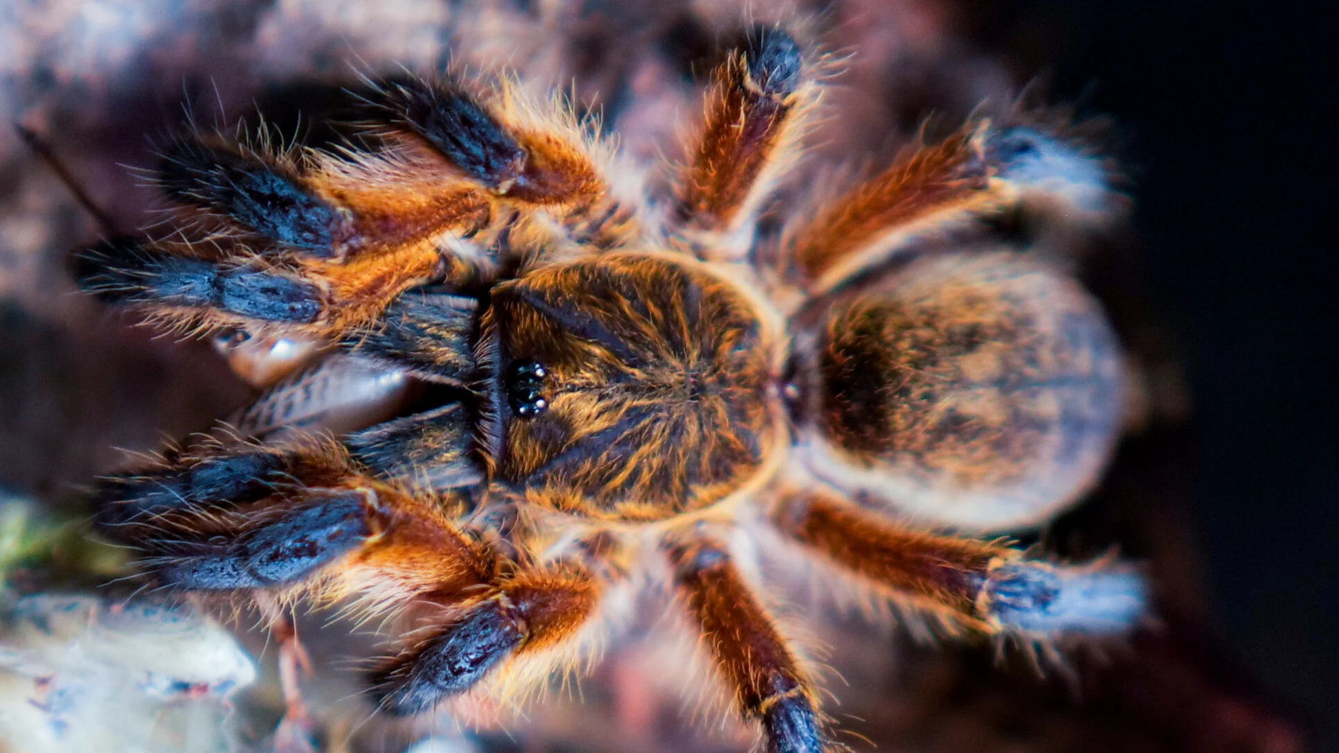 Golden Blue Leg Baboon Tarantula (Harpactira pulchripes) Care — The ...