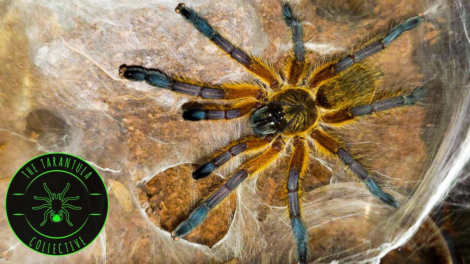 Golden Blue Leg Baboon Tarantula (Harpactira pulchripes) Care — The ...