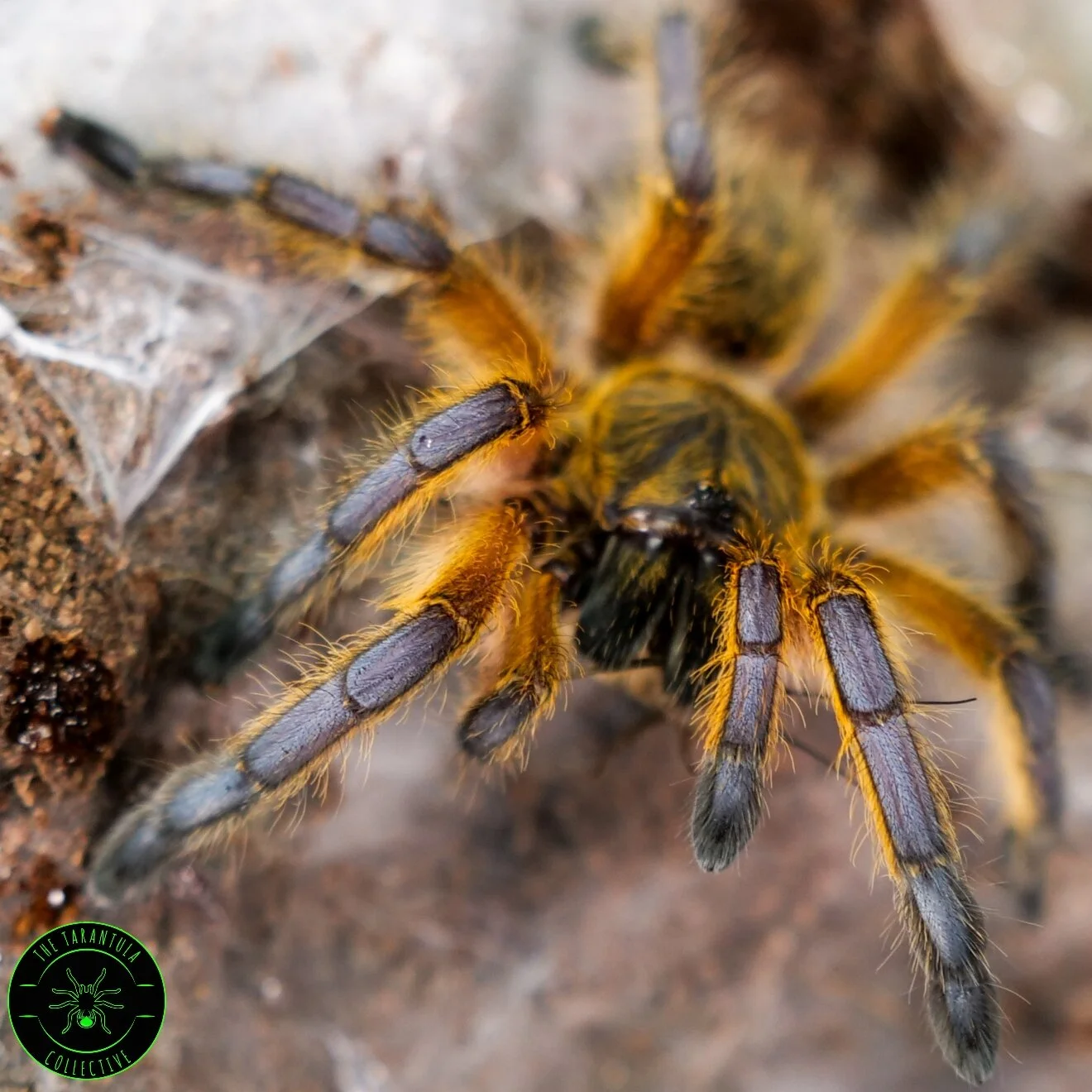 Golden Blue Leg Baboon Tarantula (Harpactira pulchripes) Care — The ...