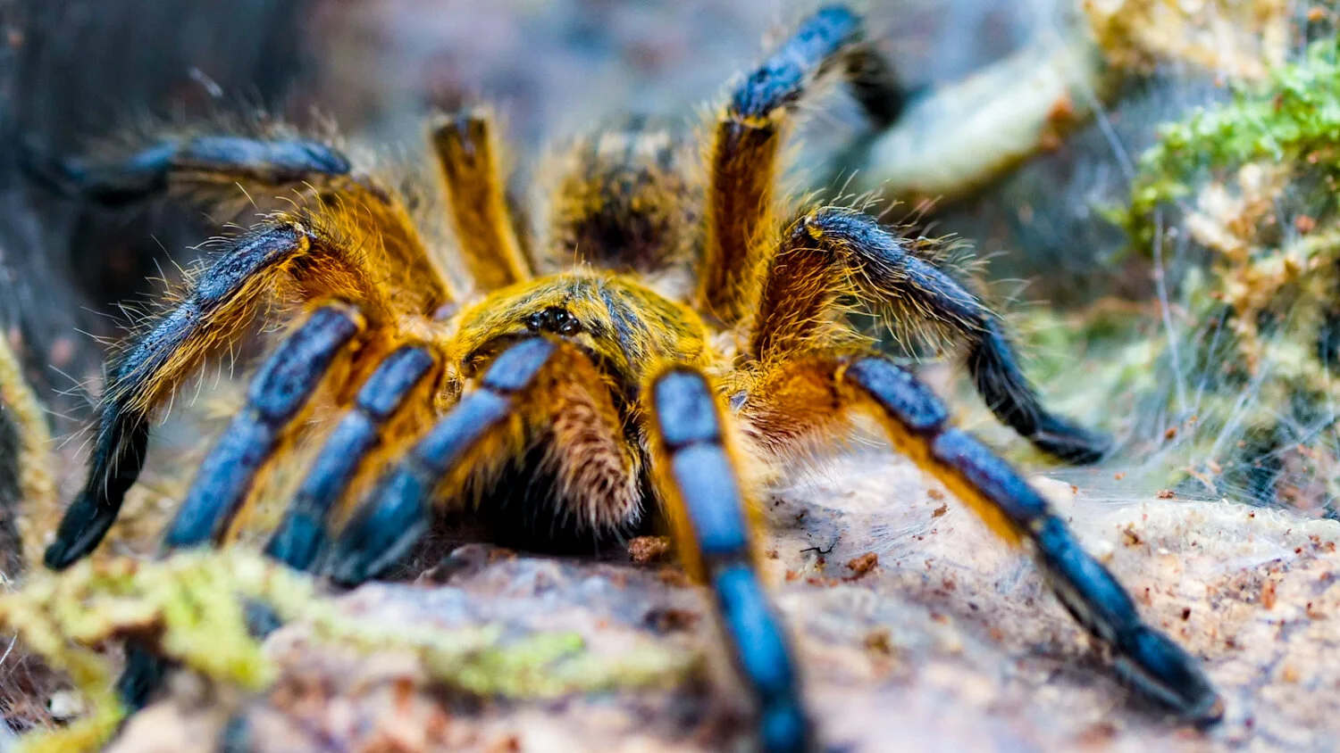 Golden Blue Leg Baboon Tarantula (Harpactira pulchripes) Care — The ...