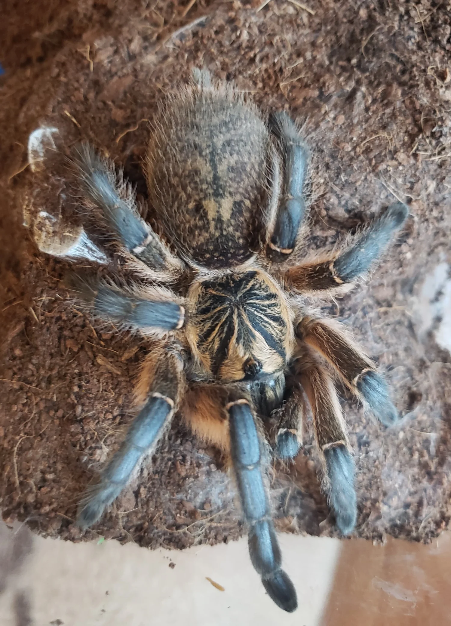 Golden Blue Leg Baboon Tarantula (Harpactira pulchripes) Care — The ...