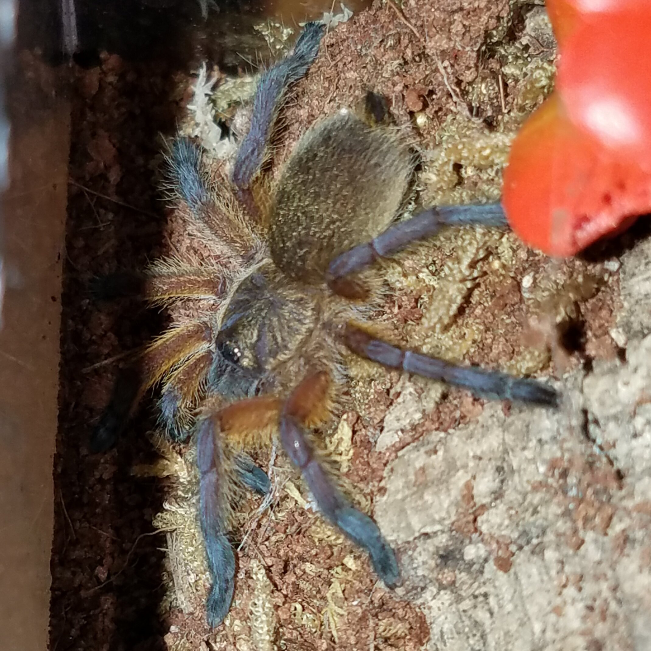 Golden Blue Leg Baboon Tarantula (Harpactira pulchripes) Care — The ...