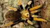 Mexican Blood Leg Tarantula (Aphonopelma bicoloratum) Care — The ...