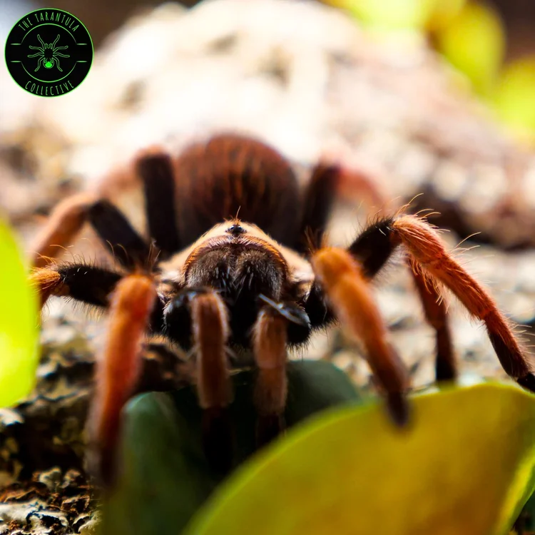 Mexican Blood Leg Tarantula (Aphonopelma bicoloratum) Care — The ...