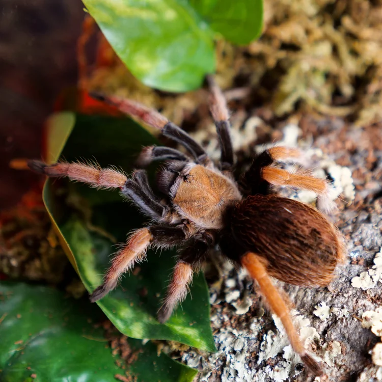 Mexican Blood Leg Tarantula (Aphonopelma bicoloratum) Care — The ...