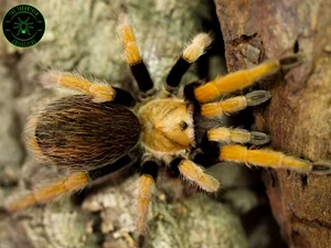 Mexican Blood Leg Tarantula (Aphonopelma bicoloratum) Care — The ...