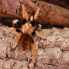 Mexican Blood Leg Tarantula (Aphonopelma bicoloratum) Care — The ...