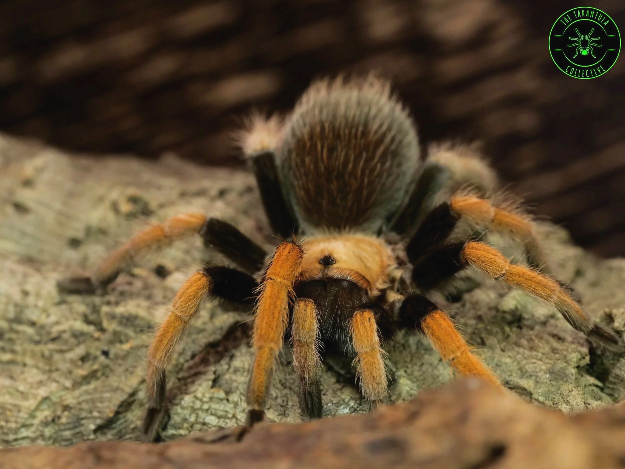 Mexican Blood Leg Tarantula (Aphonopelma bicoloratum) Care — The ...