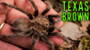 Texas Brown Tarantula (Aphonopelma hentzi) Care — The Tarantula Collective