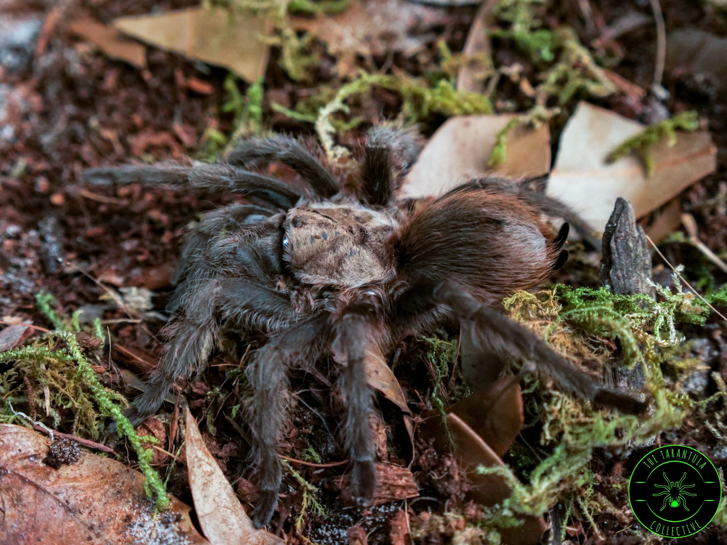 Texas Brown Tarantula (Aphonopelma hentzi) Care — The Tarantula Collective