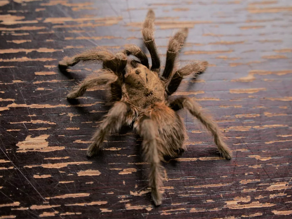 Texas Brown Tarantula (Aphonopelma hentzi) Care — The Tarantula Collective