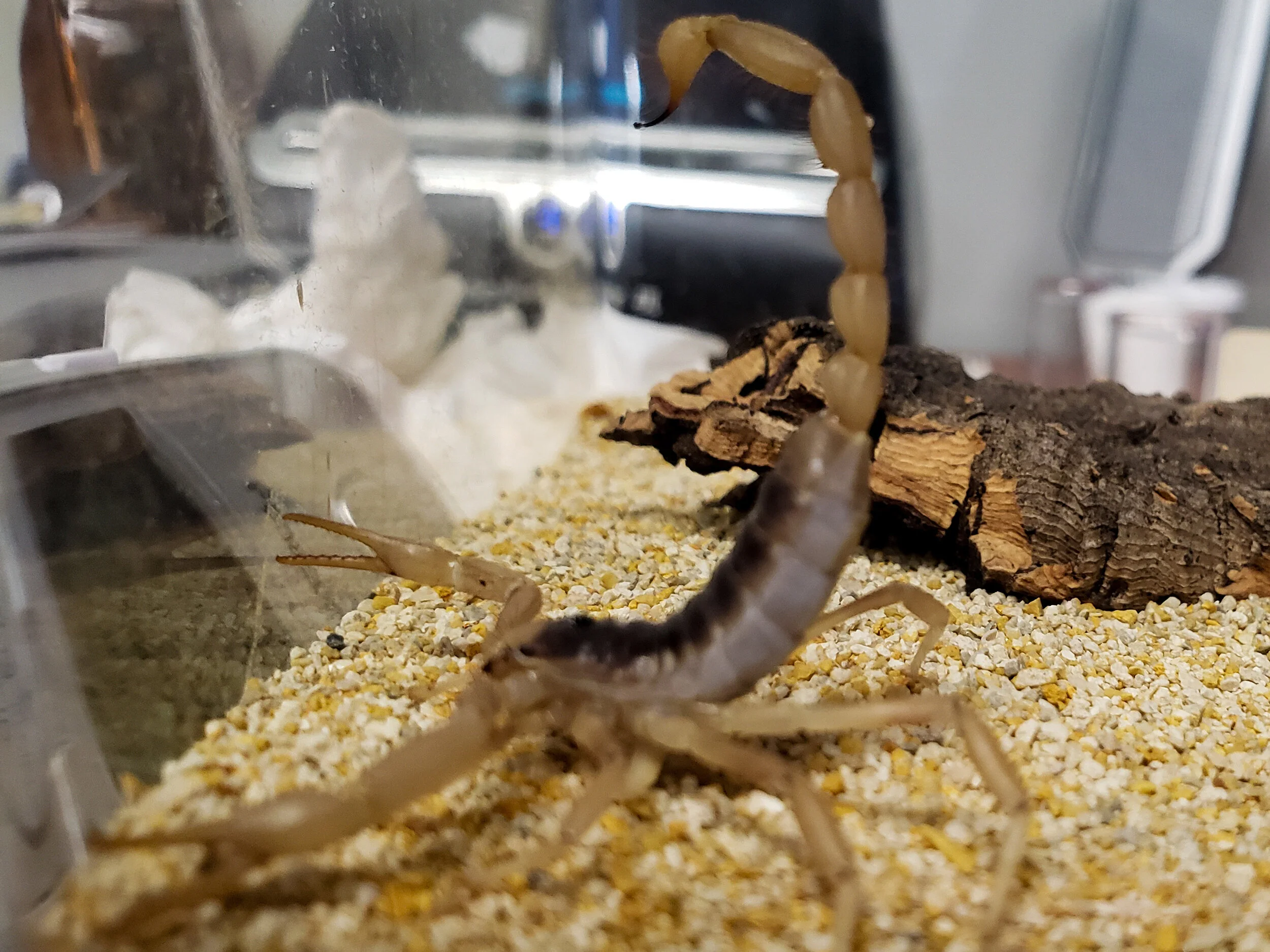 Desert Hairy Scorpion Care Sheet — The Tarantula Collective