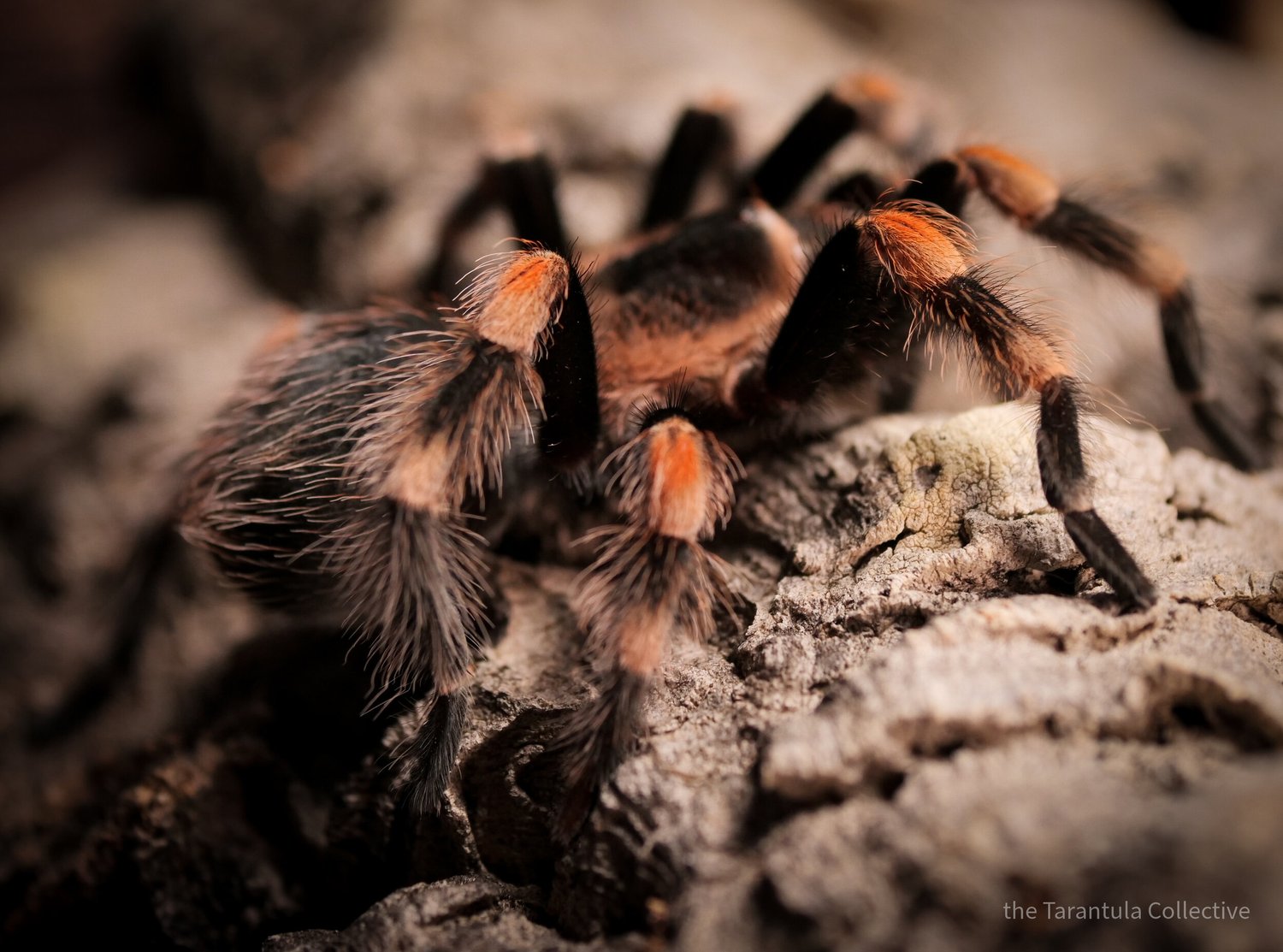 Brachypelma hamorii — The Tarantula Collective