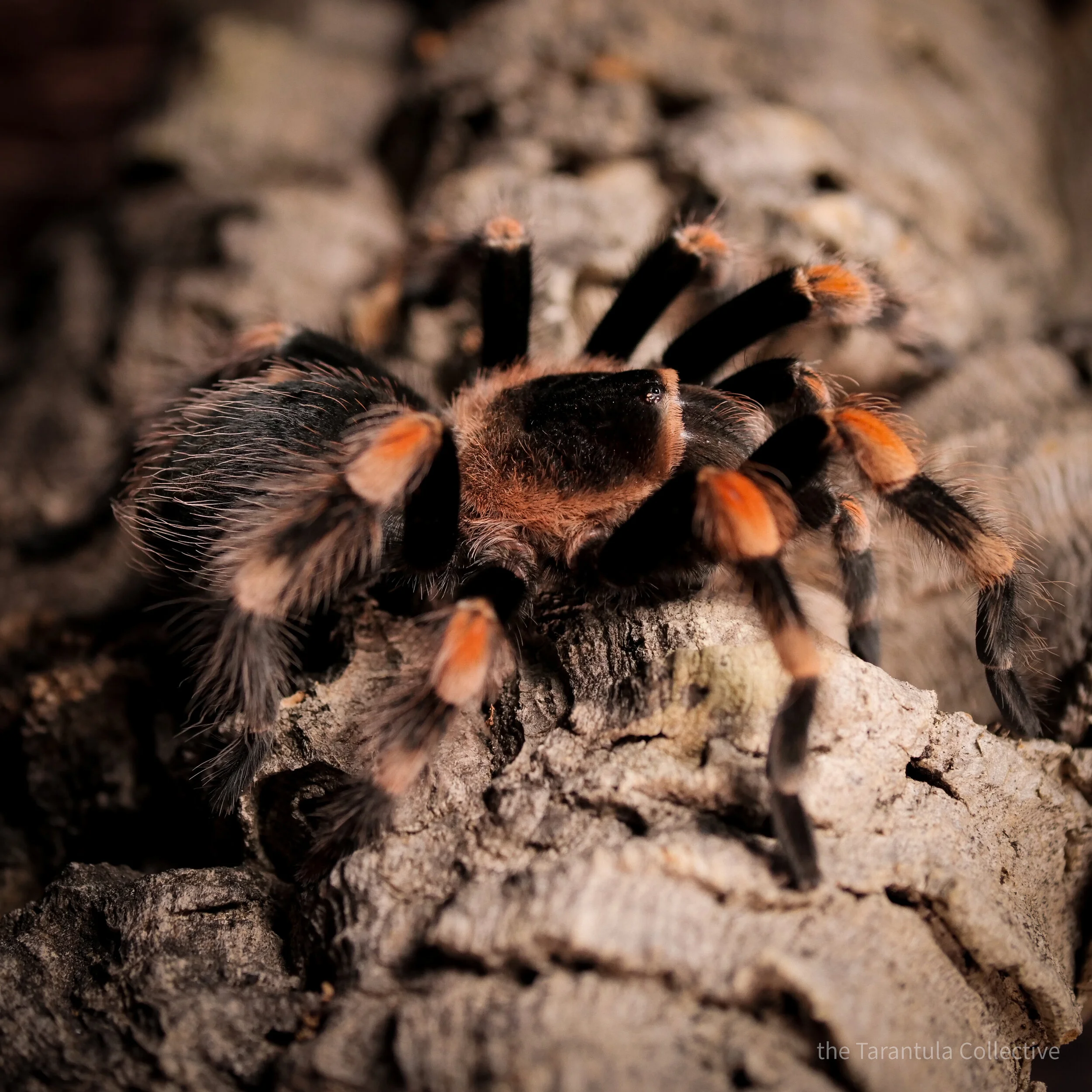 Brachypelma hamorii — The Tarantula Collective