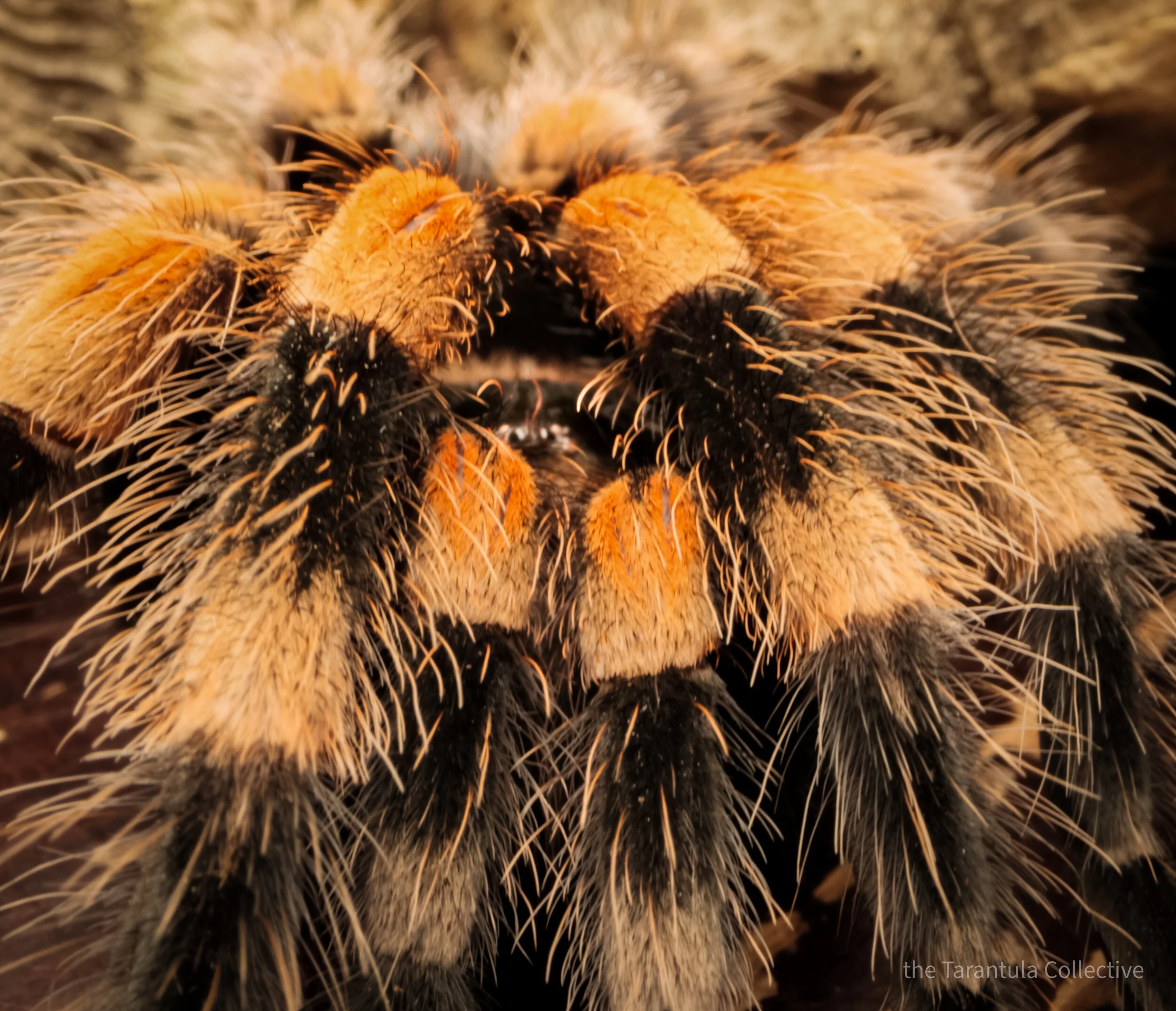 Mexican Red Knee Tarantula Fangs