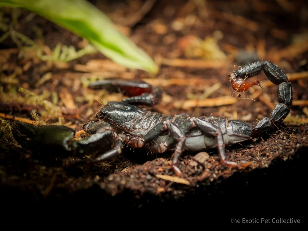 Pandinus imperator — The Tarantula Collective