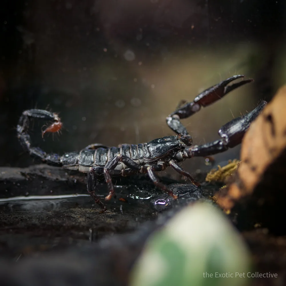 Pandinus imperator — The Tarantula Collective
