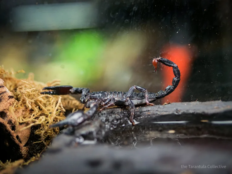 Pandinus imperator — The Tarantula Collective