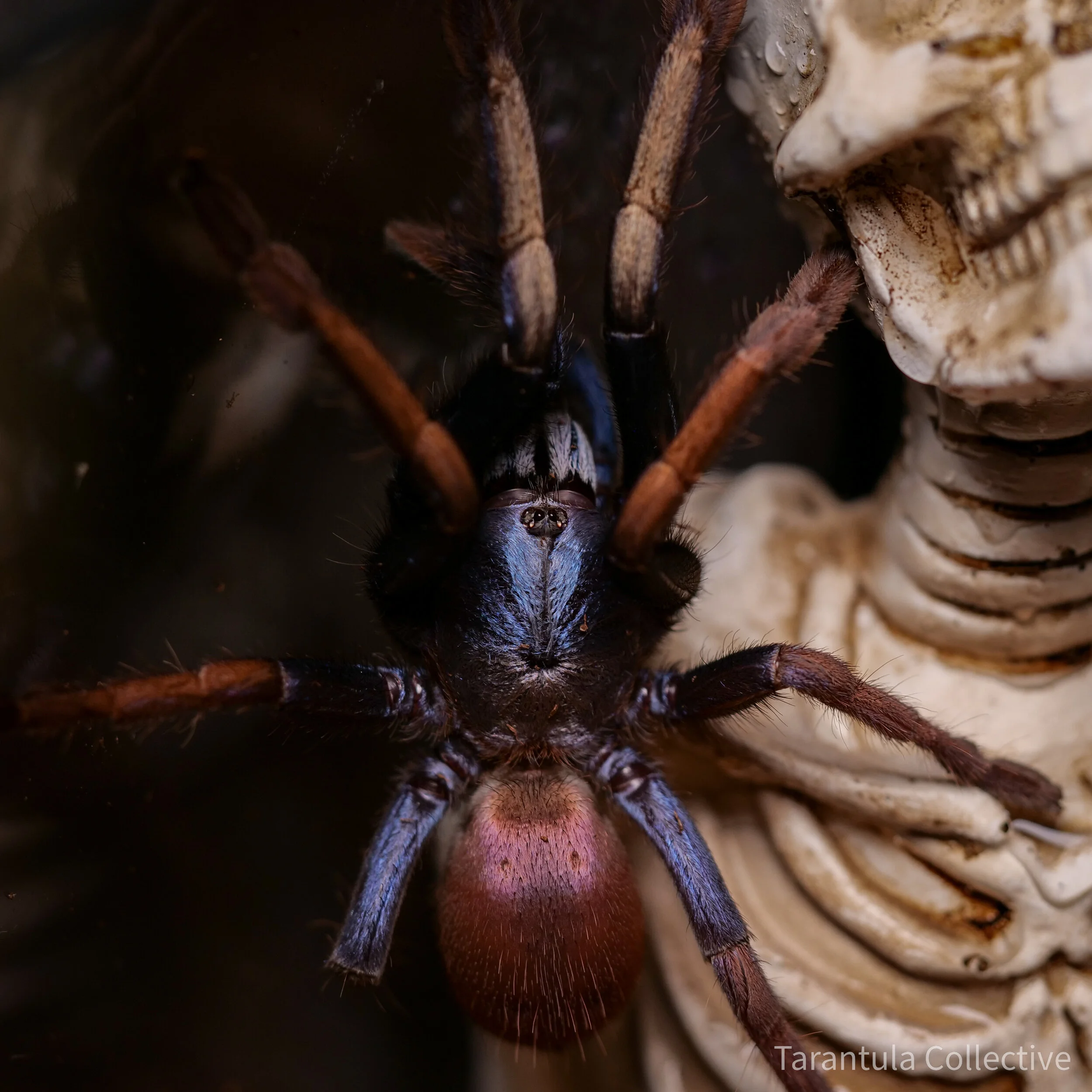 Digital Downloads — The Tarantula Collective