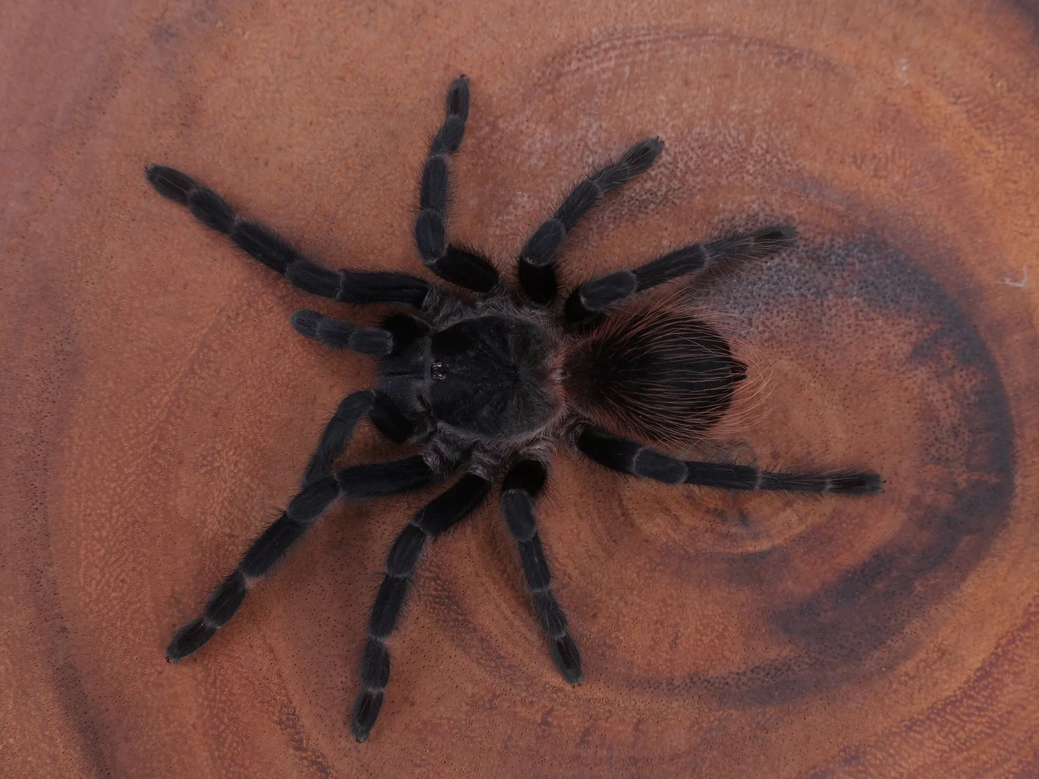 Pterinopelma sazimai — The Tarantula Collective