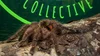 Avicularia minatrix — The Tarantula Collective