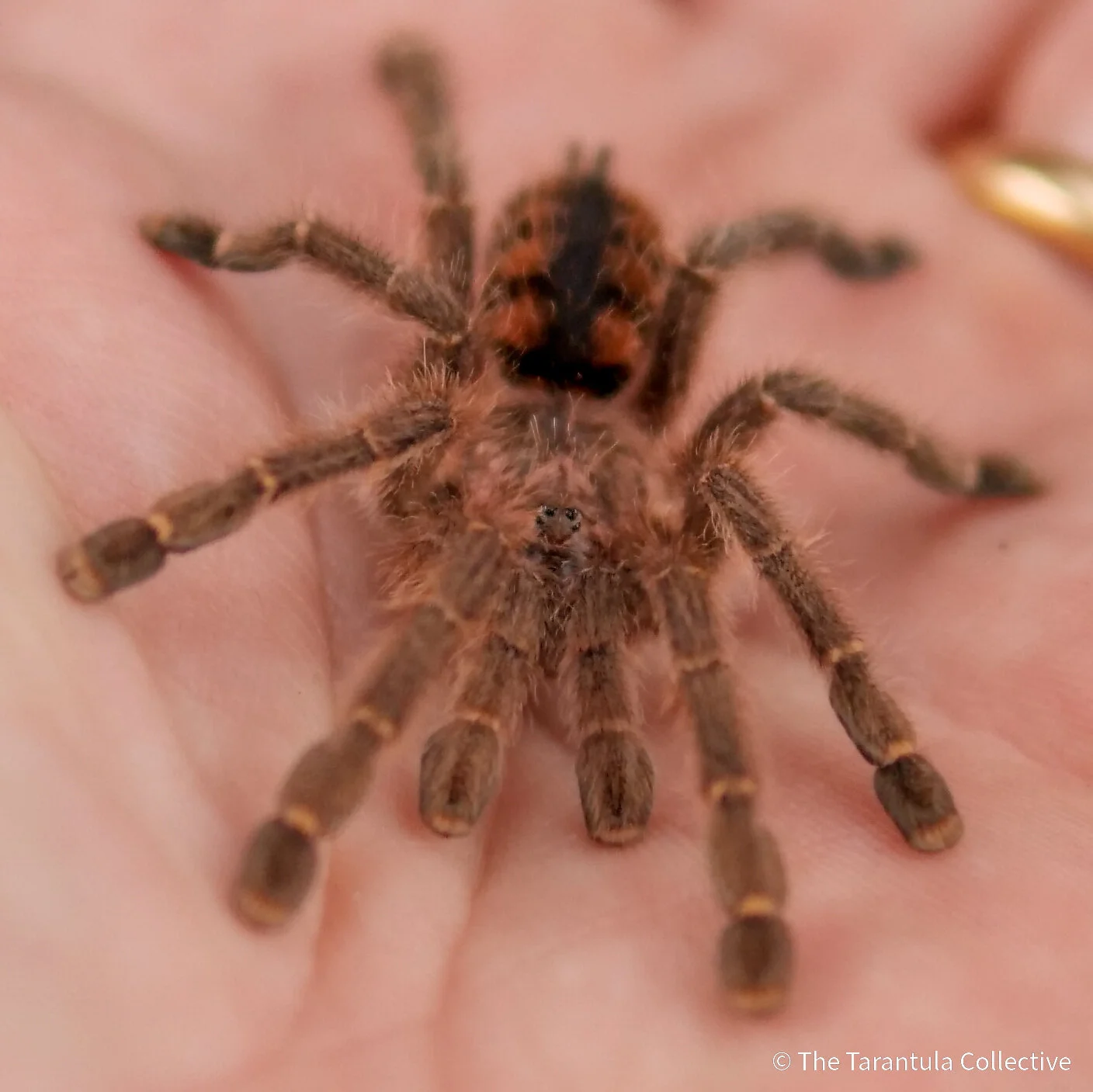 Avicularia minatrix — The Tarantula Collective