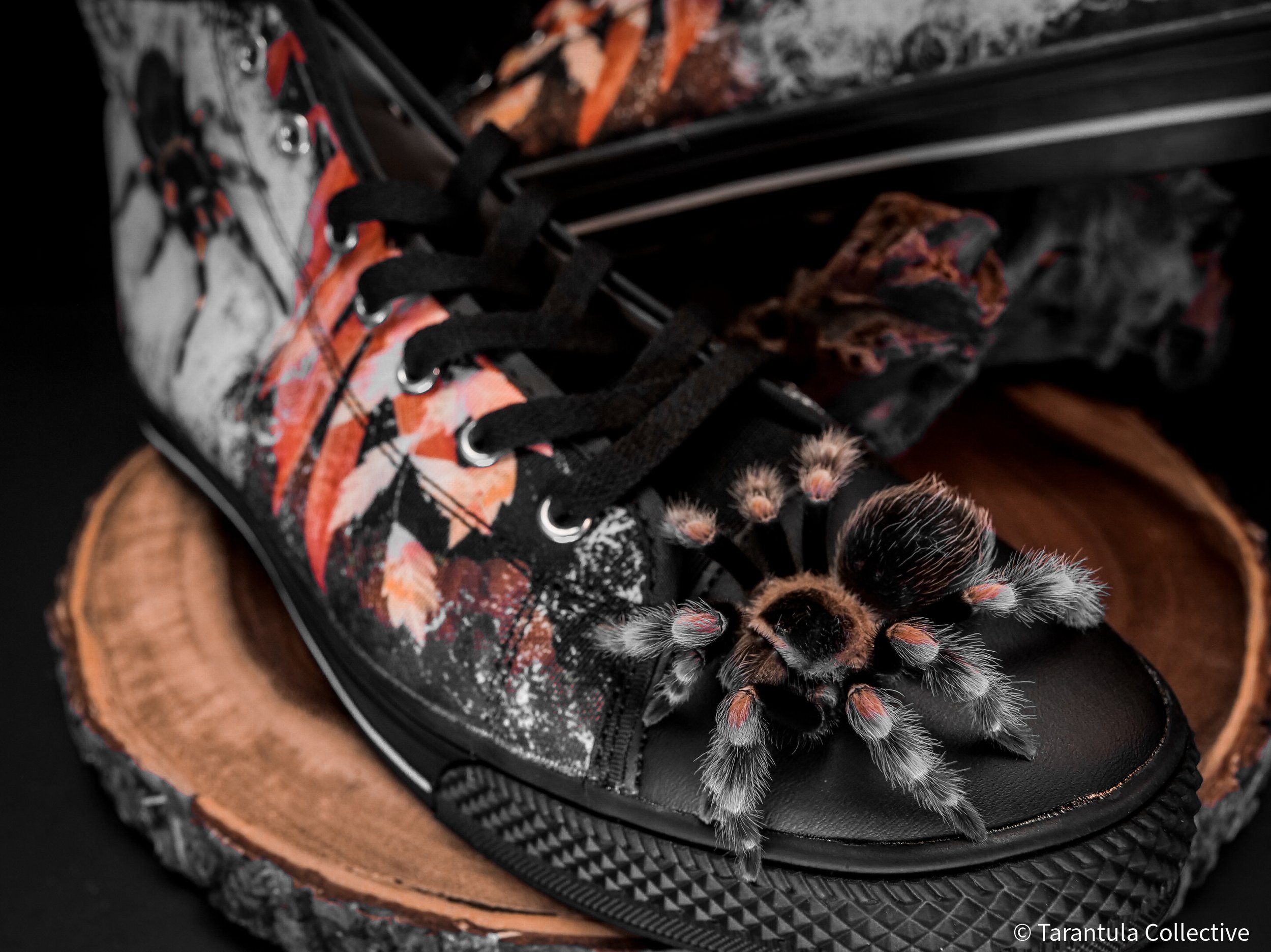 Tarantula Supplies — The Tarantula Collective