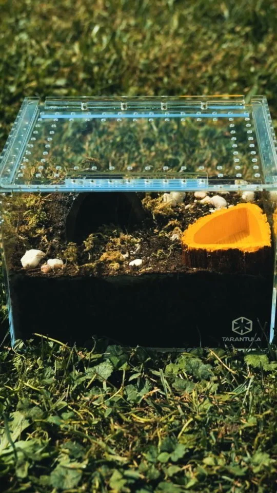 The Tarantula Collective