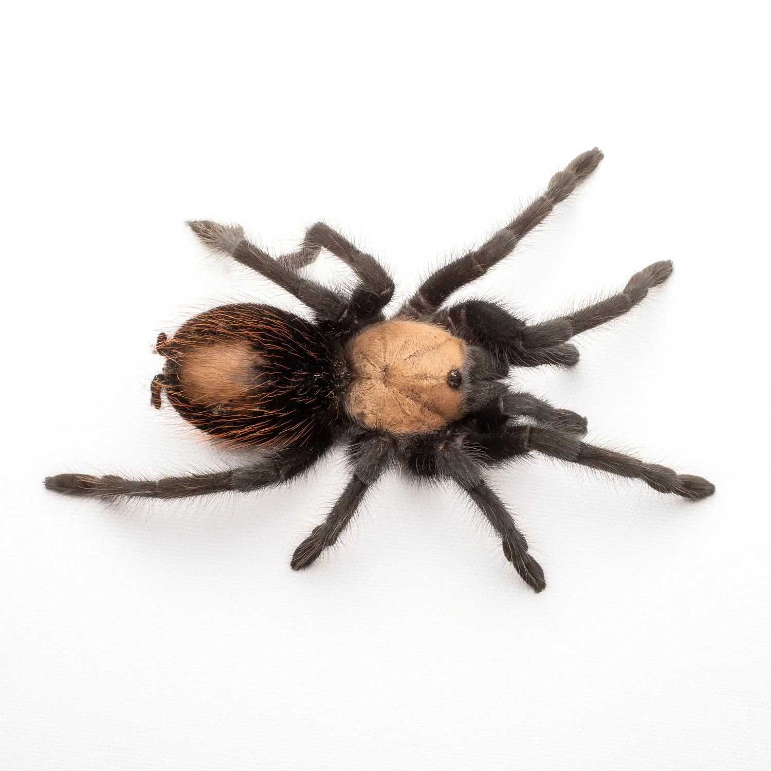 Golden Red Rump Tarantula (Brachypelma albiceps) Care — The Tarantula ...