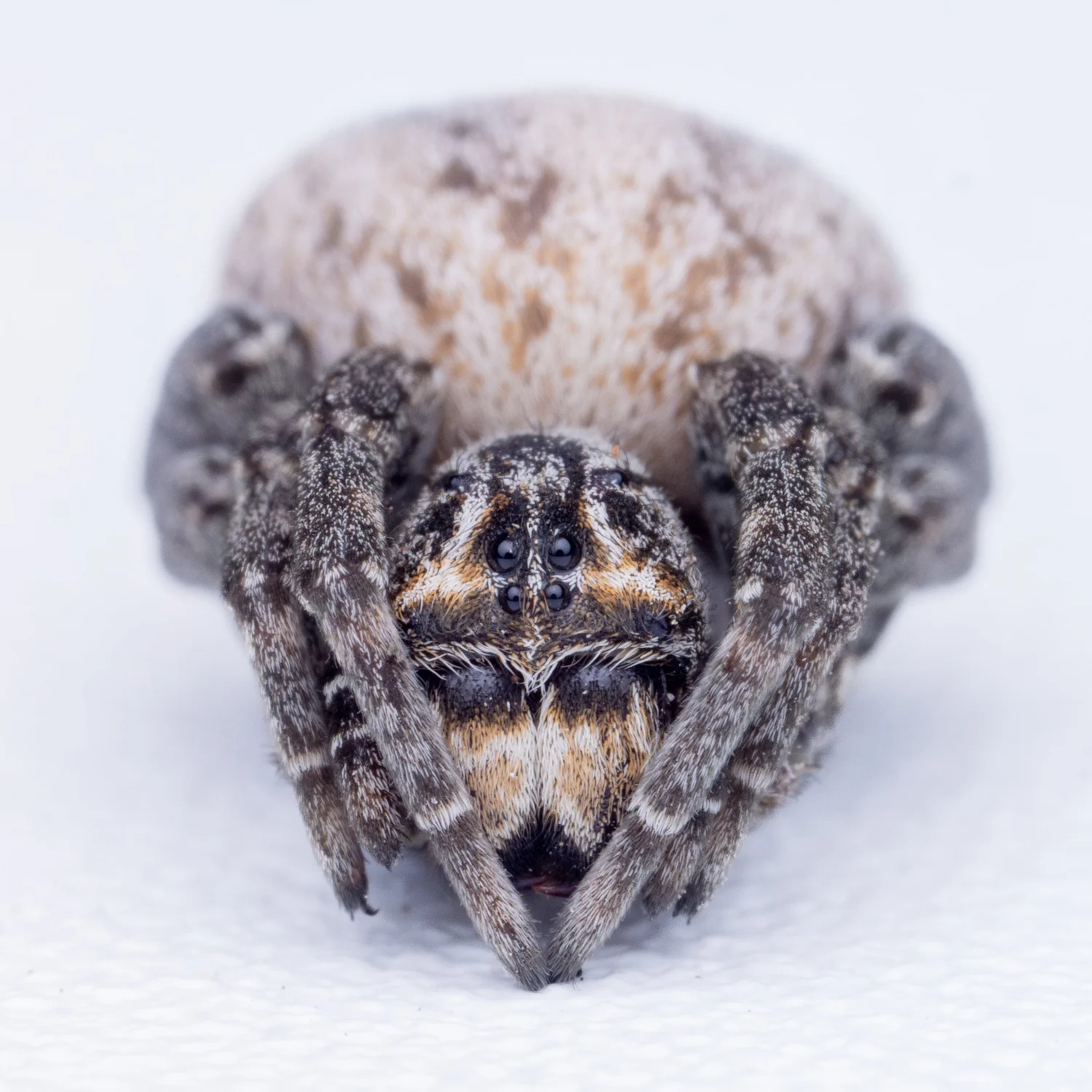 Stegodyphus lineatus — The Tarantula Collective