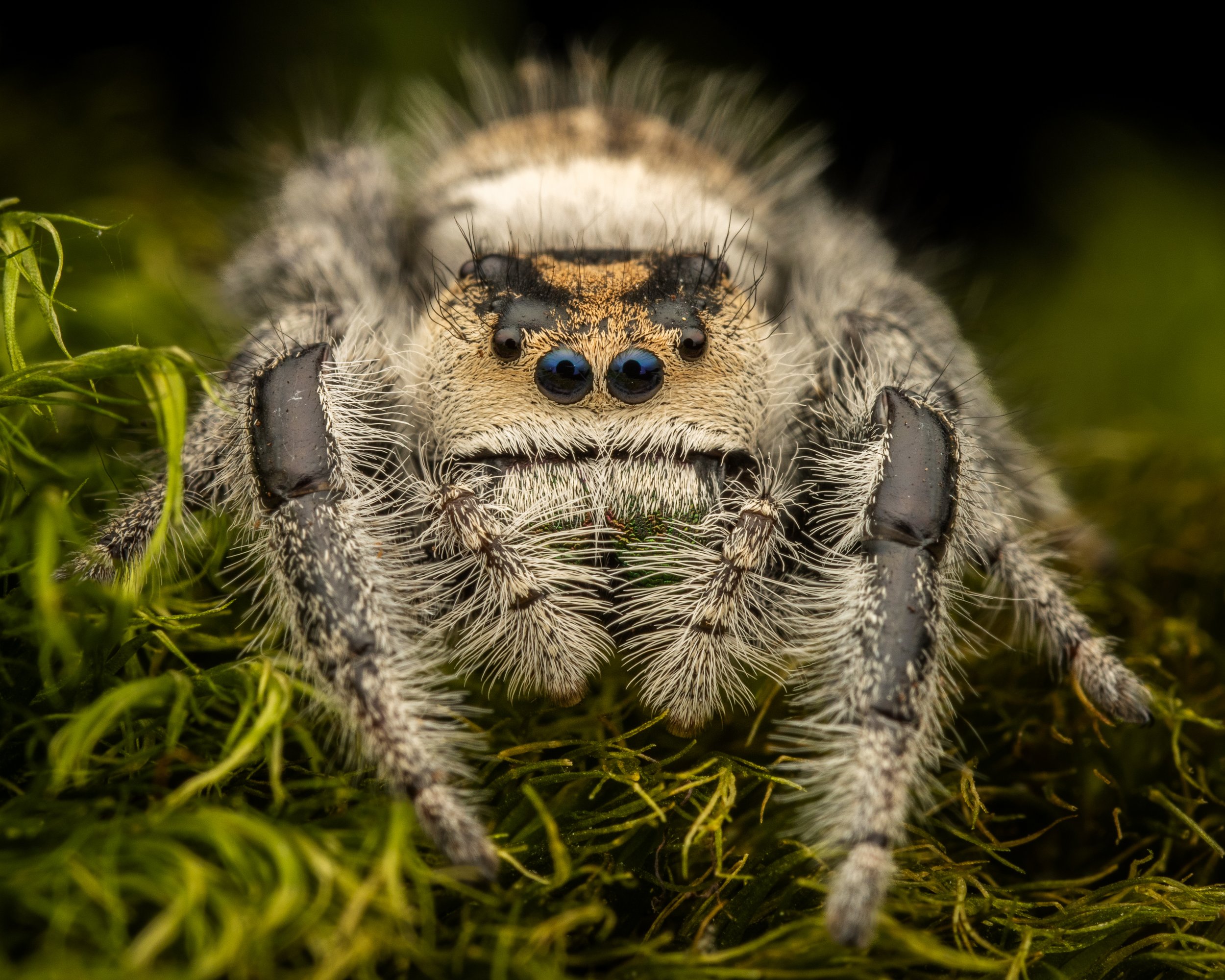 Phidippus regius — The Tarantula Collective