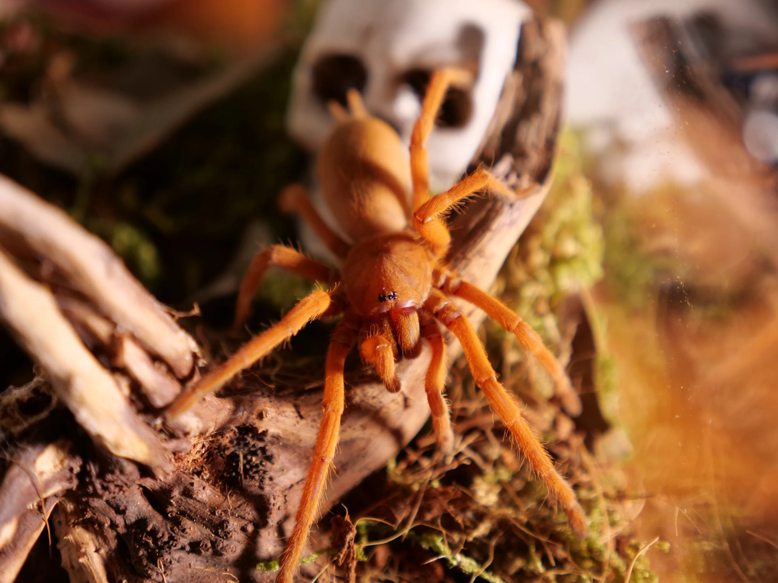 Orphnaecus philippinus — The Tarantula Collective