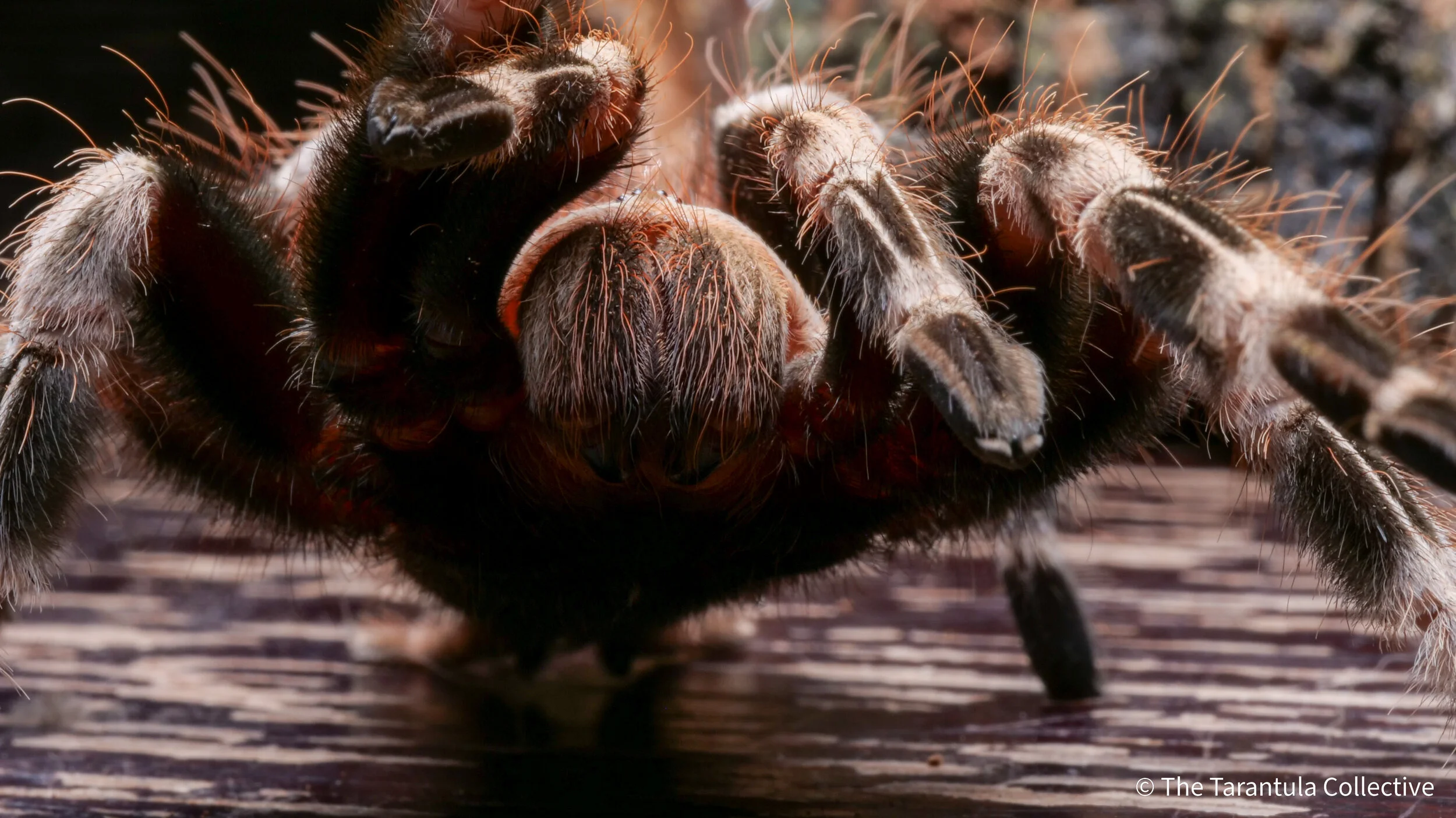 Vitalius chromatus — The Tarantula Collective