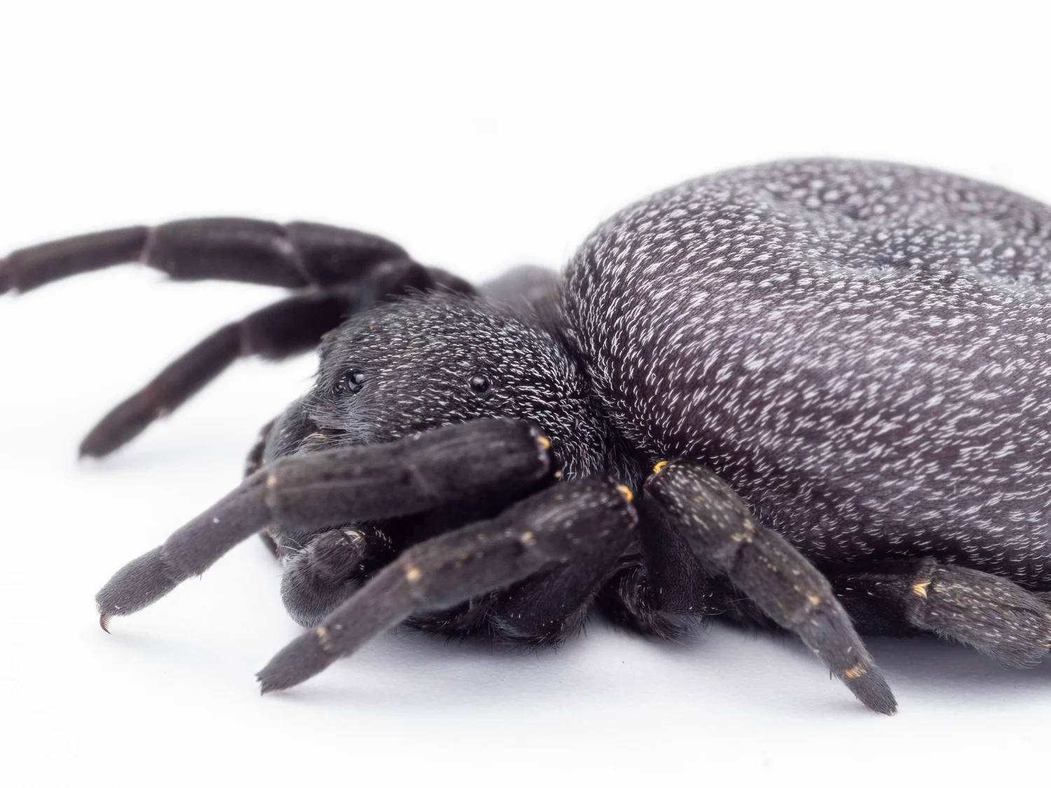 Eresus walckenaeri — The Tarantula Collective