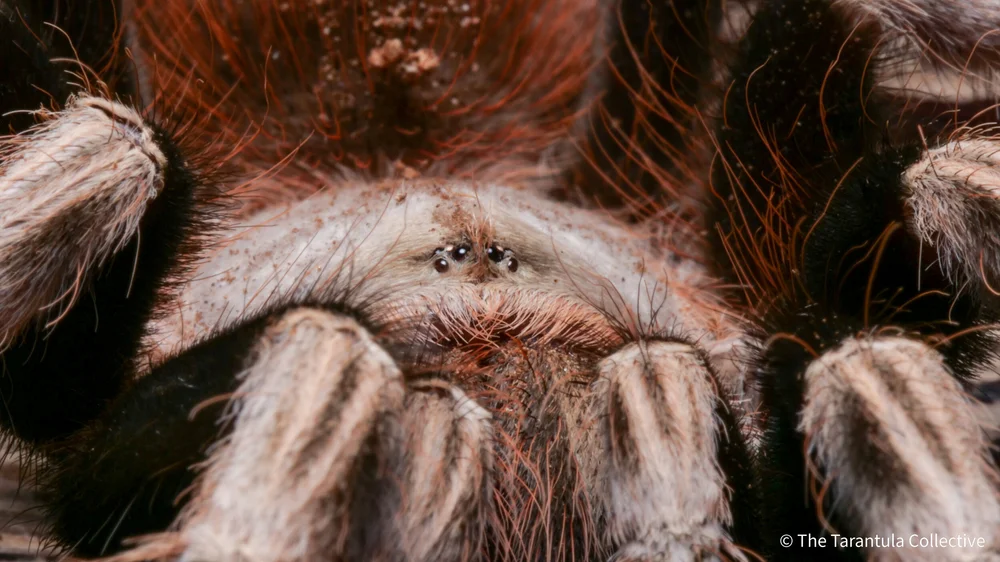 Vitalius chromatus — The Tarantula Collective