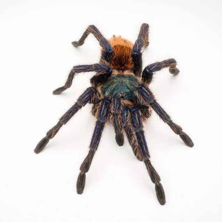 Green Bottle Blue Tarantula Care — The Tarantula Collective