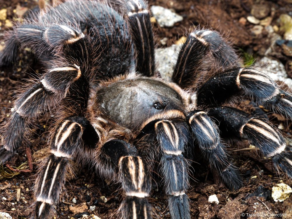 Aphonopelma seemanni Care — The Tarantula Collective