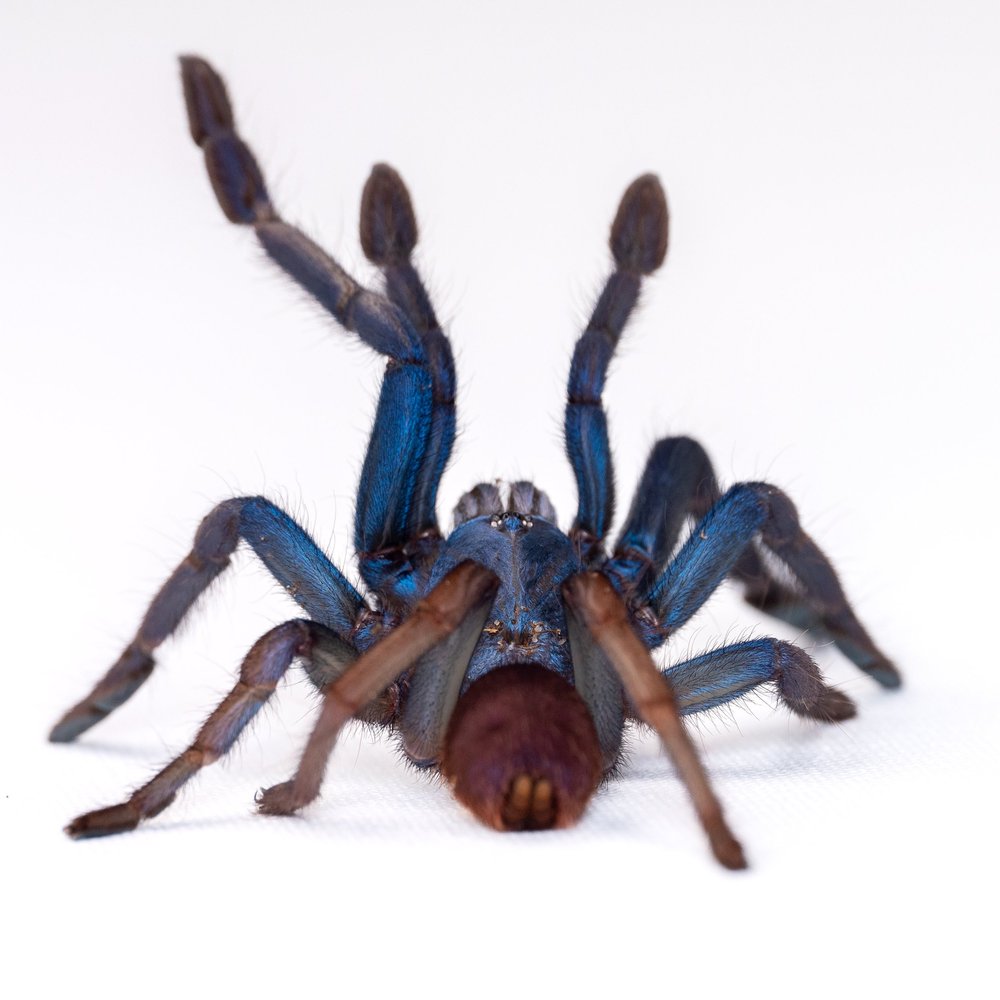 Haploclastus devamatha — The Tarantula Collective