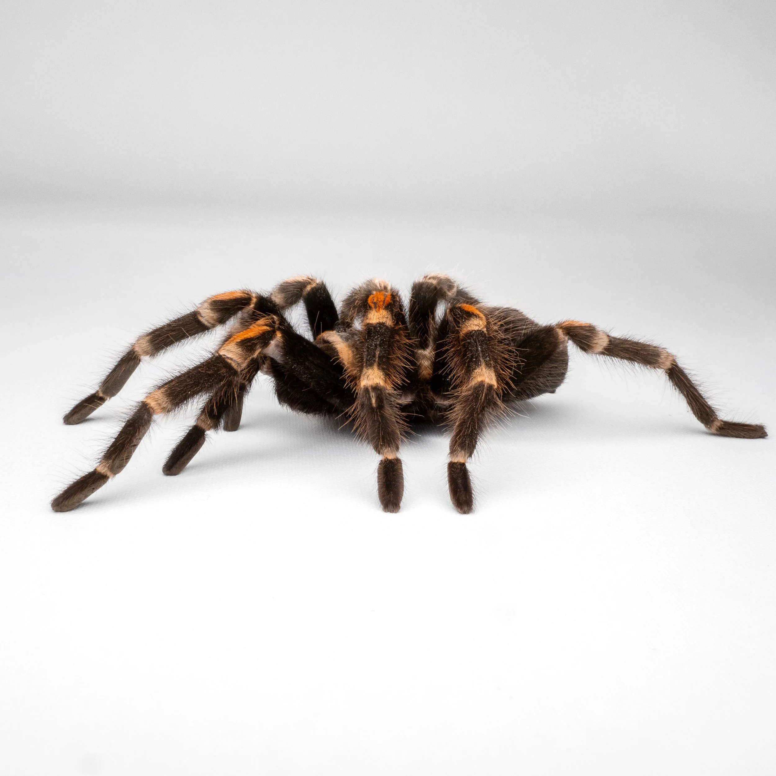 Mexican Flame Knee Tarantula (Brachypelma auratum) Care Sheet — The ...