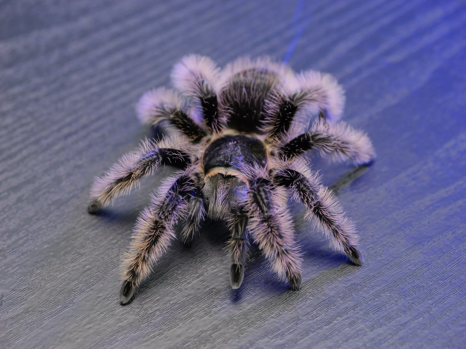 Curly Hair Tarantula (Tliltocatl albopilosus) Care — The Tarantula ...