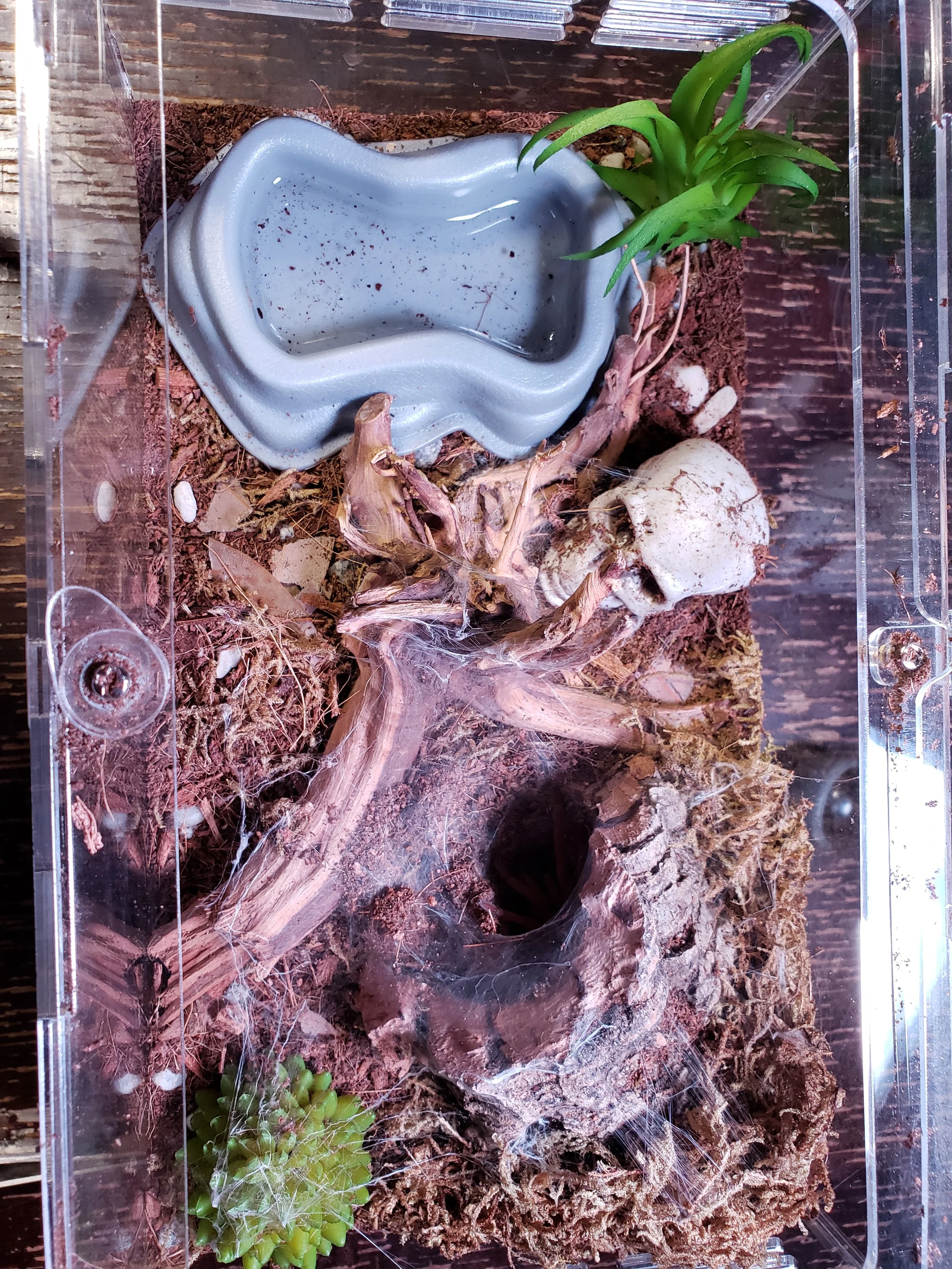 Orphnaecus philippinus — The Tarantula Collective