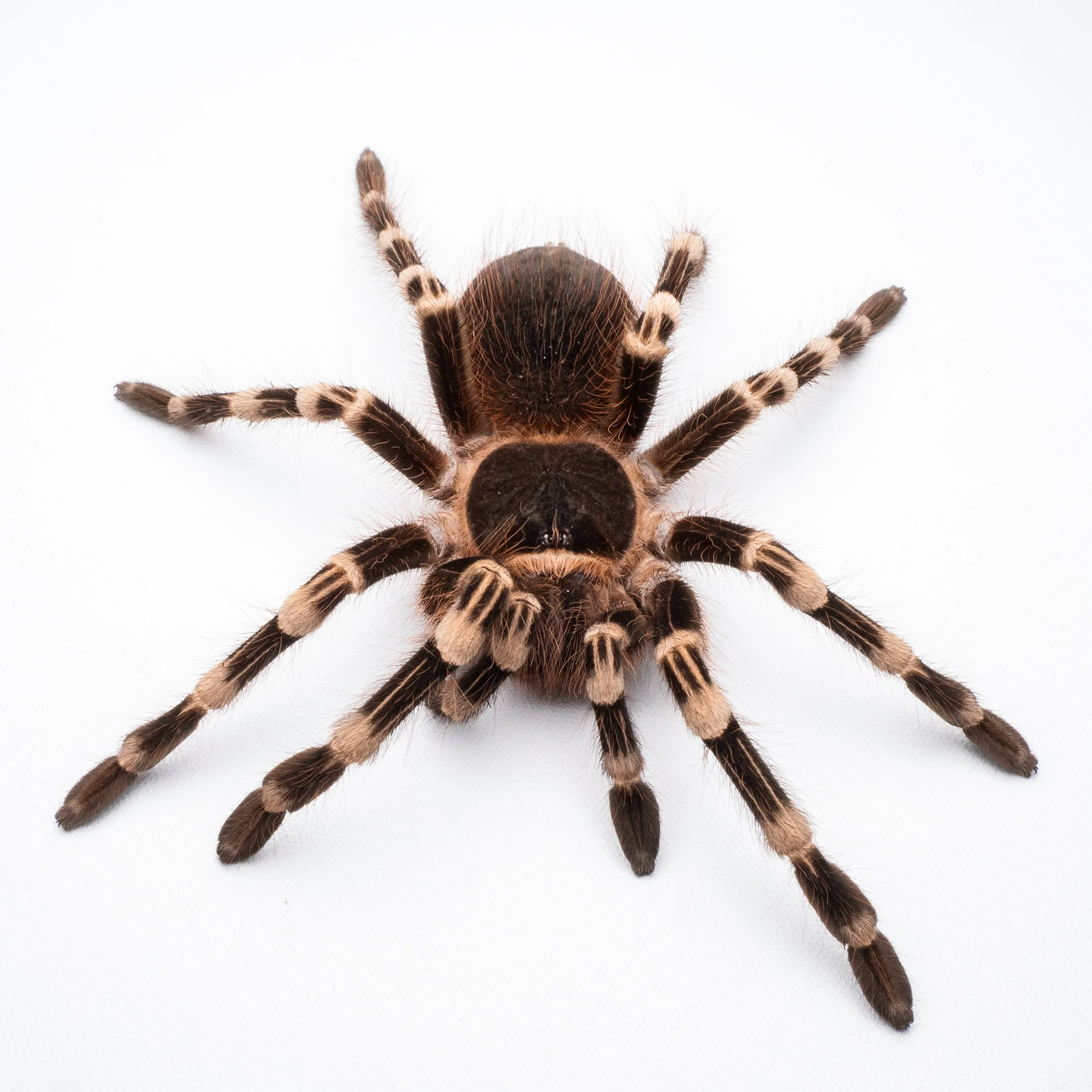 Brazilian White Knee Tarantula (Acanthoscuria geniculata) care — The ...