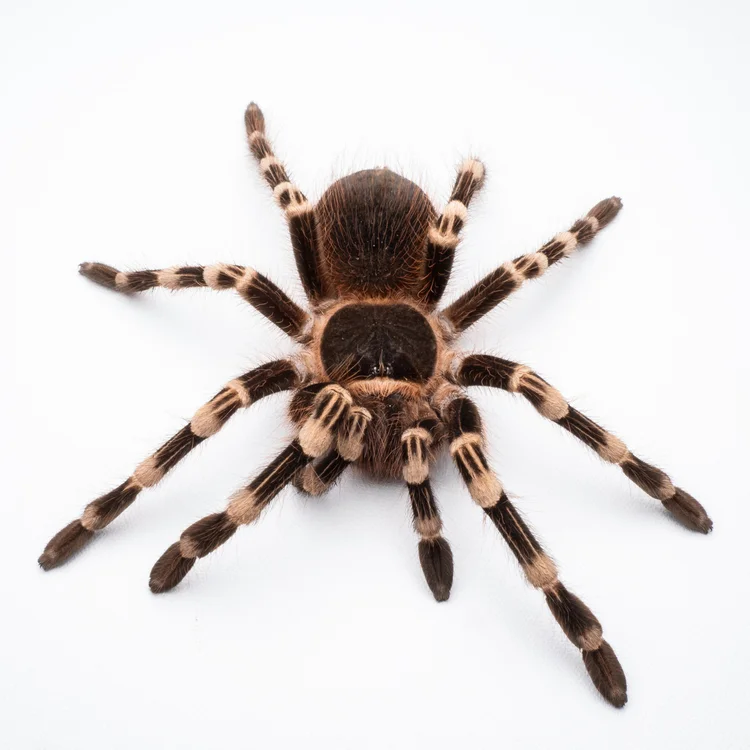 Brazilian White Knee Tarantula (Acanthoscuria geniculata) care — The ...