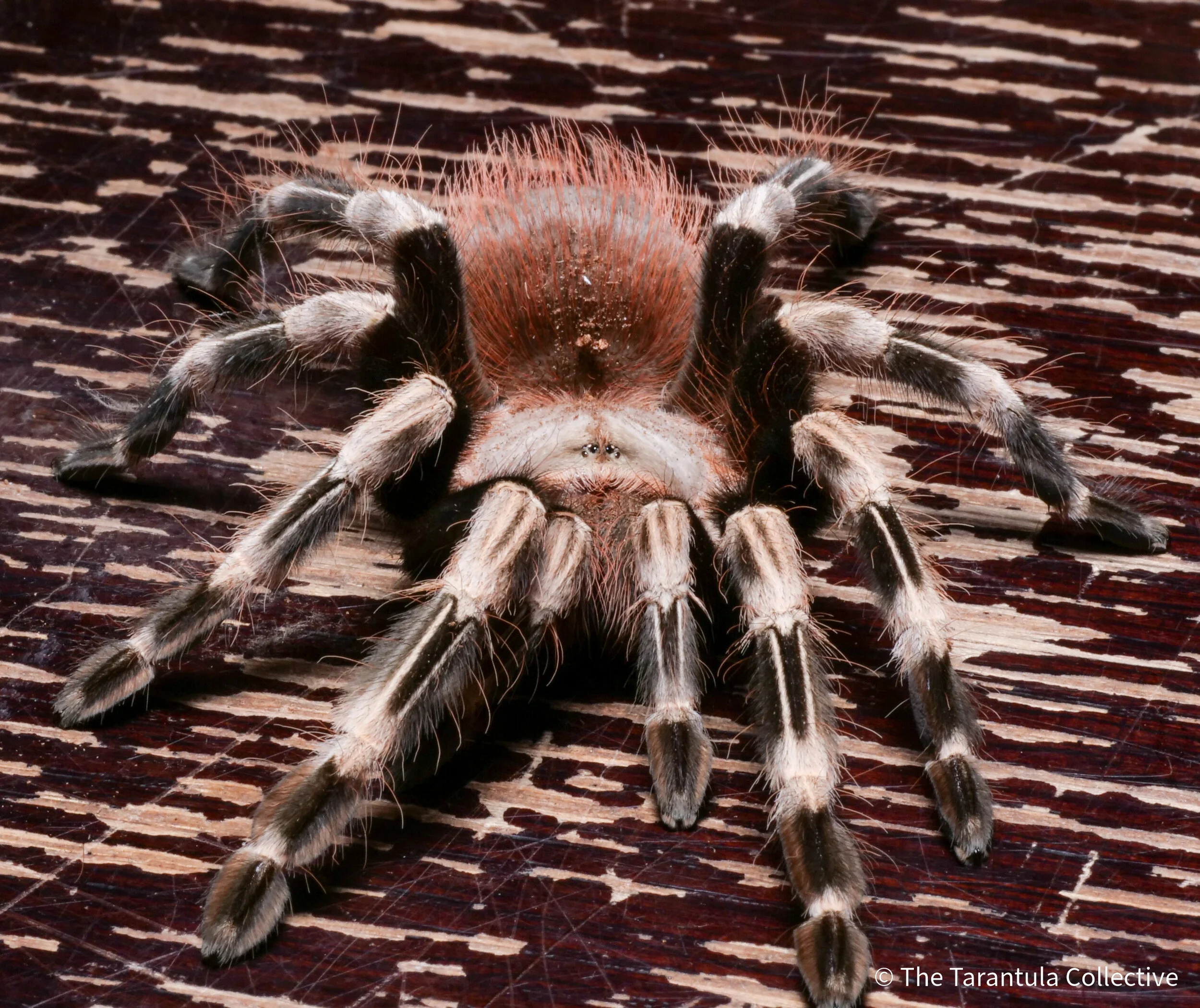 Brazilian Red And White Tarantula
