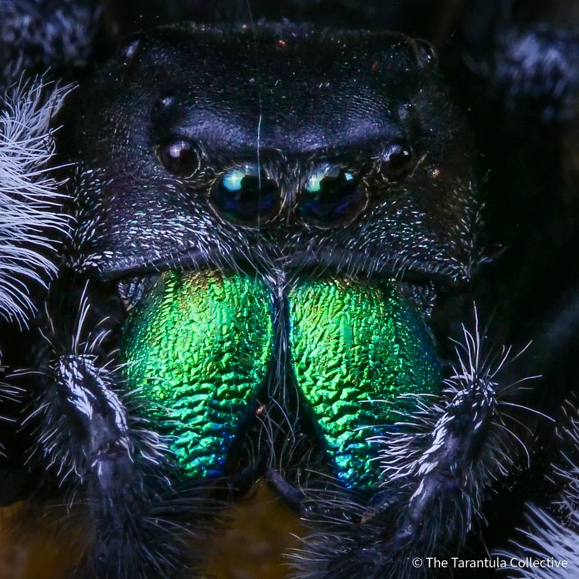 Phidippus Regius